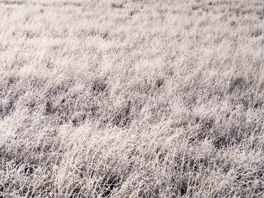 Image of Frost covered grass in a paddock - Austockphoto