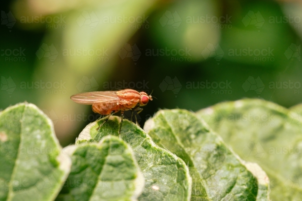 Image of Fruit Fly on Green Leaves - Austockphoto