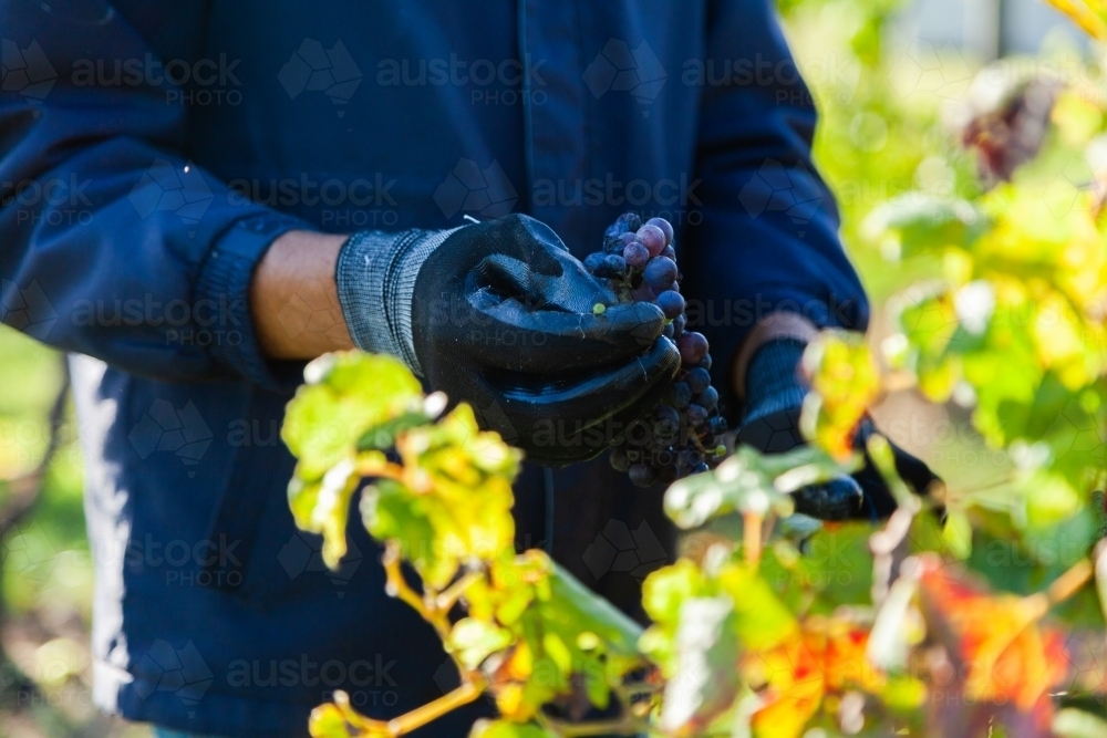 Image of Fruit picker holding bunch of red wine grapes in hand ...