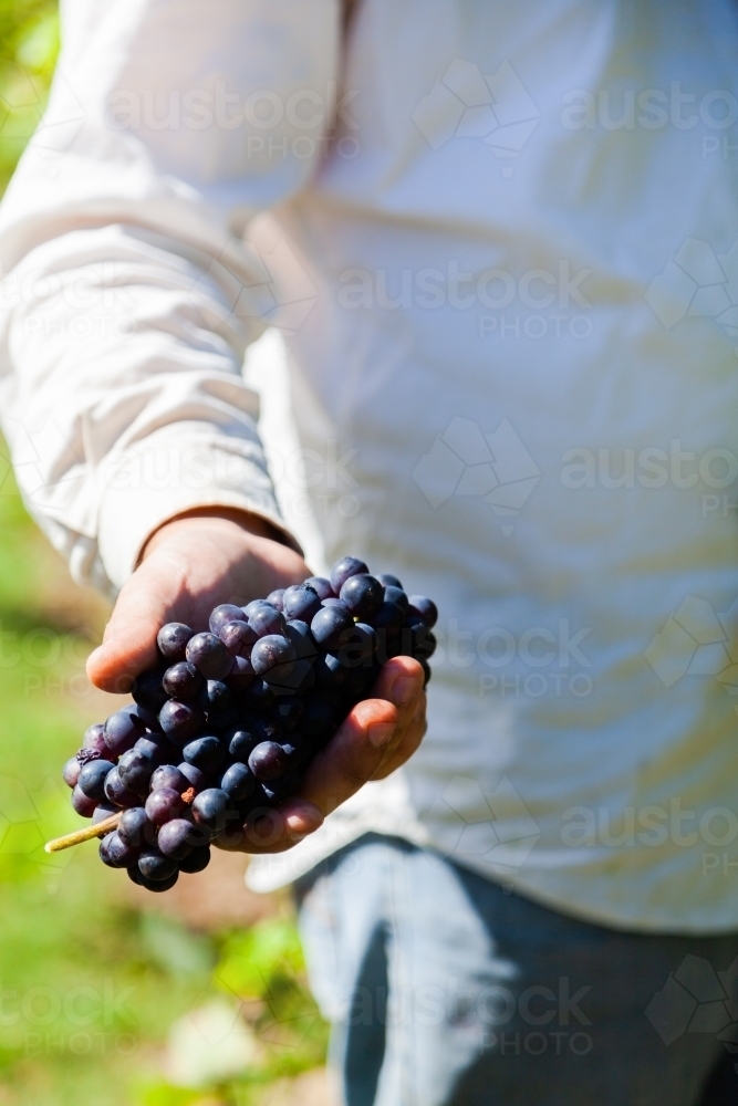 Image of Fruit picker person holding bunch of red wine grapes in hand ...