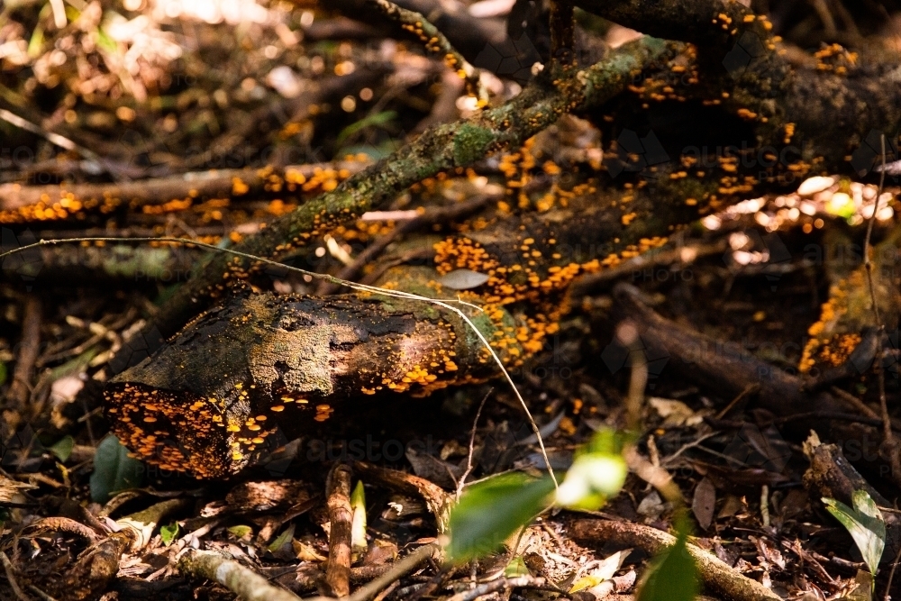 Image of Fungus on the forest floor - Austockphoto