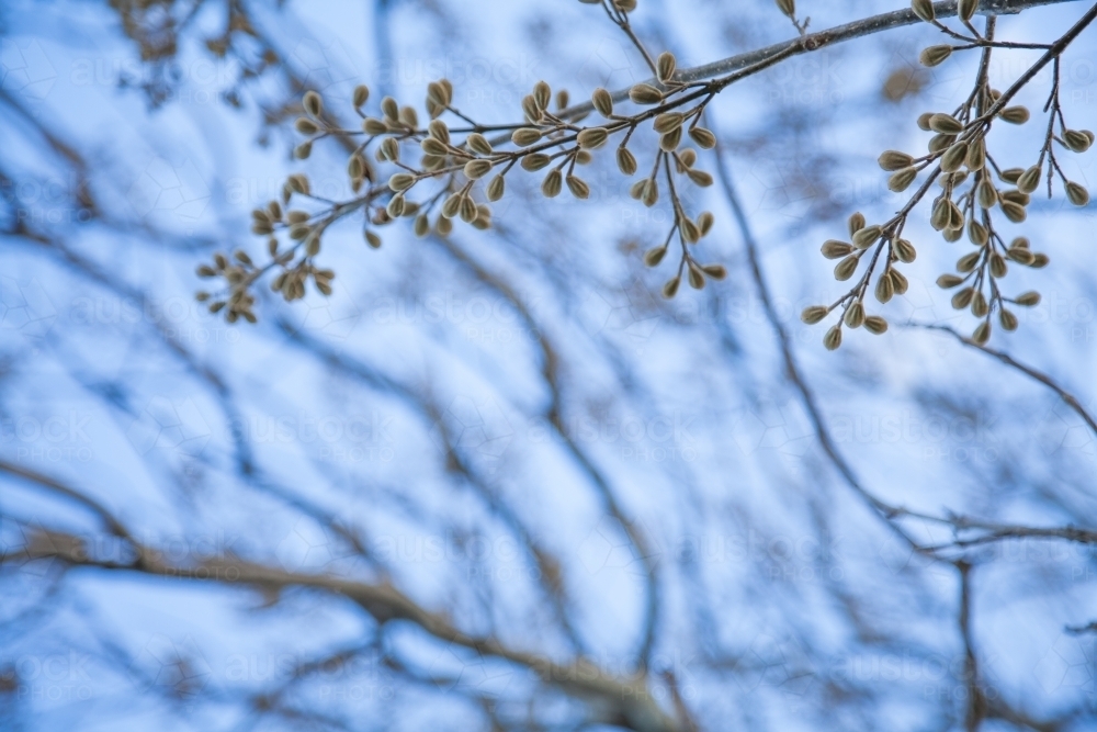Image of Furry seed pods on a tree against the blue sky - Austockphoto