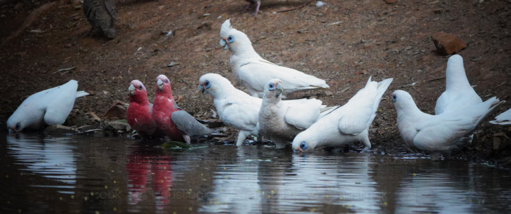 Image of Galah and Little Corella drinking at outback waterhole ...