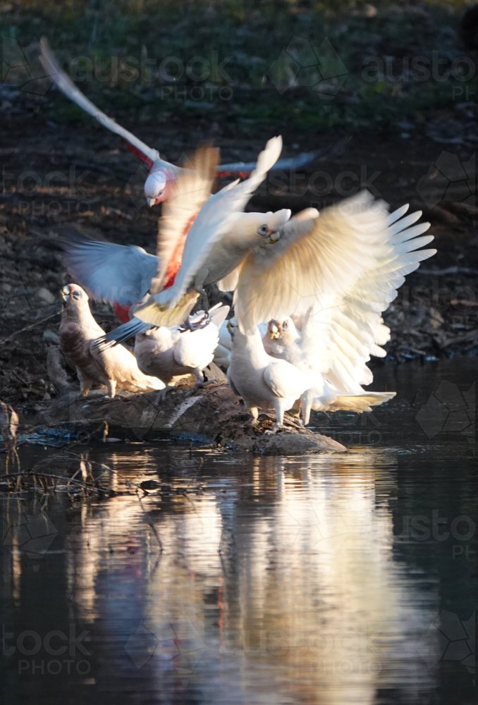 Image of Galah and Little Corella flying over outback waterhole ...