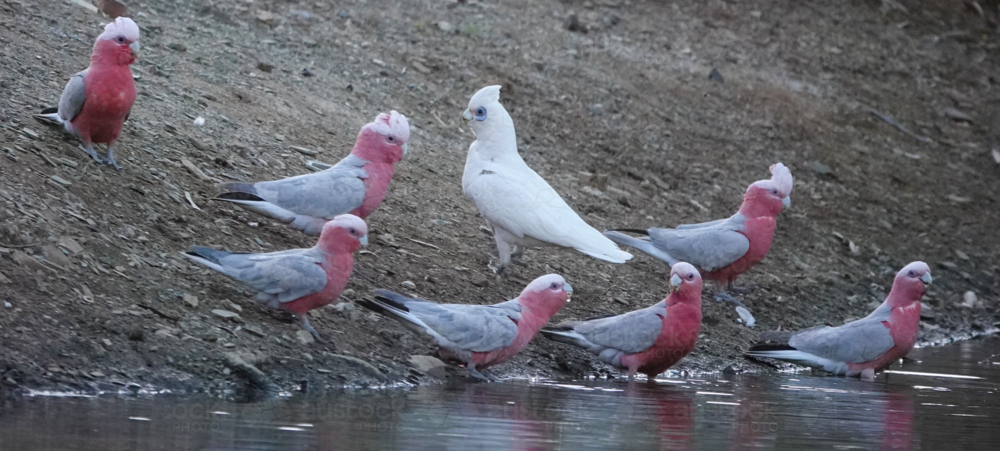 Image of Galah & Little Corella drinking at outback waterhole ...