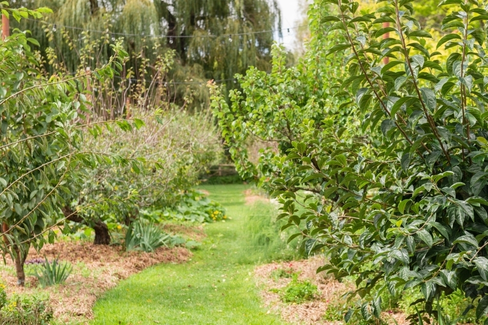 Image of garden path through fruit trees - Austockphoto