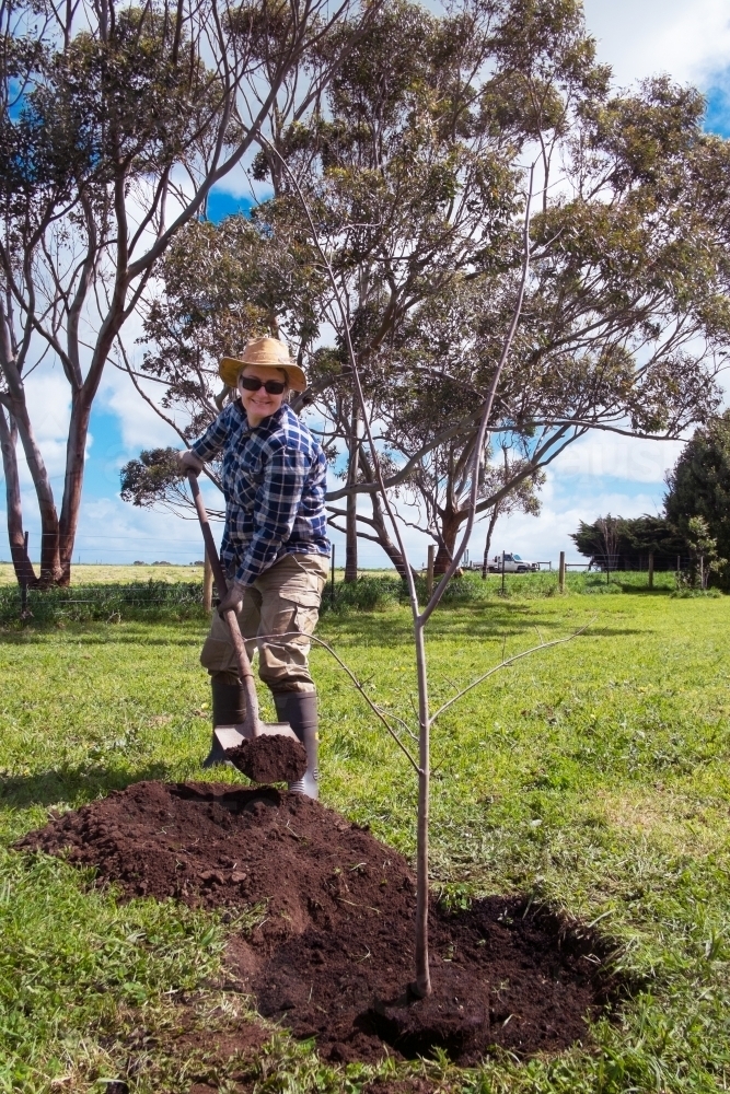 Image of Gardener planting a tree - Austockphoto