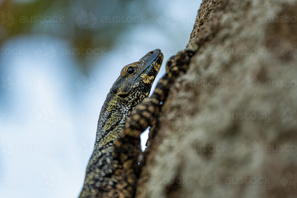 Image of Goanna climbing a tree - Austockphoto
