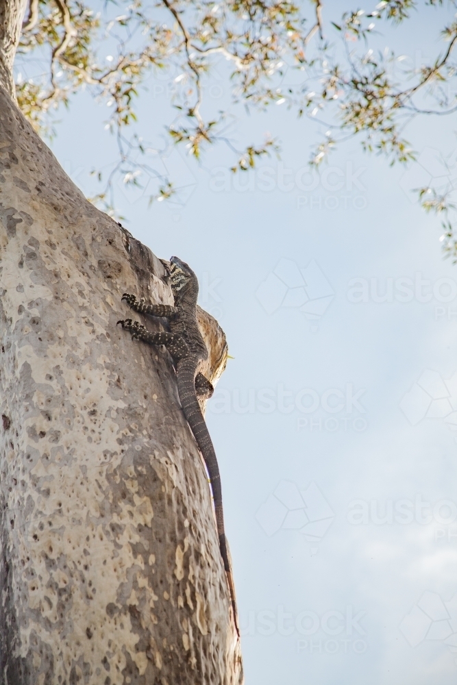Image of Goanna monitor lizard climbing up the trunk of a spotted gum ...