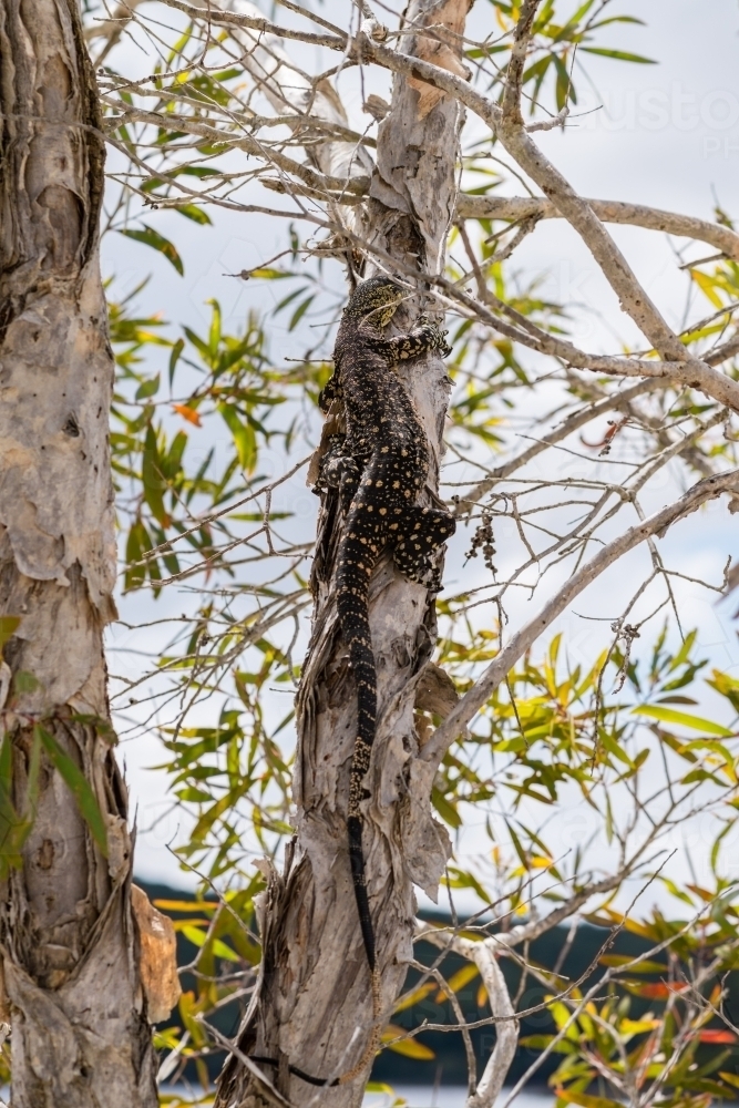 Image of goanna on tree - Austockphoto