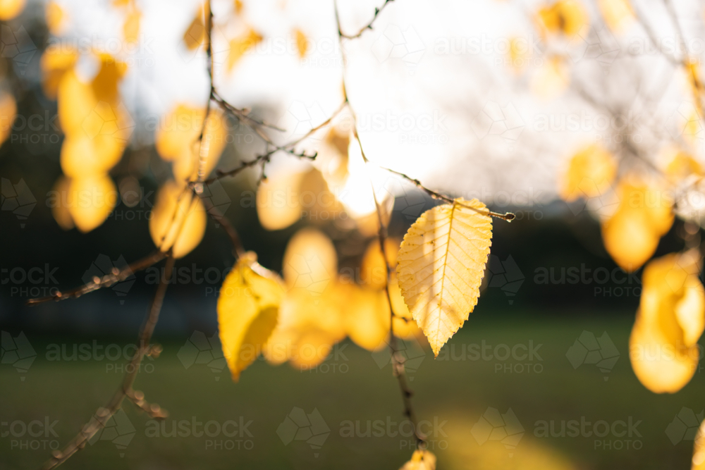 Image of Golden autumn leaves illuminated by warm winter sunlight ...