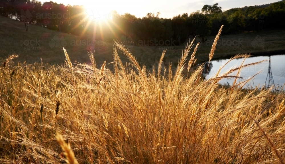 Image of Golden Grass in a Paddock - Austockphoto