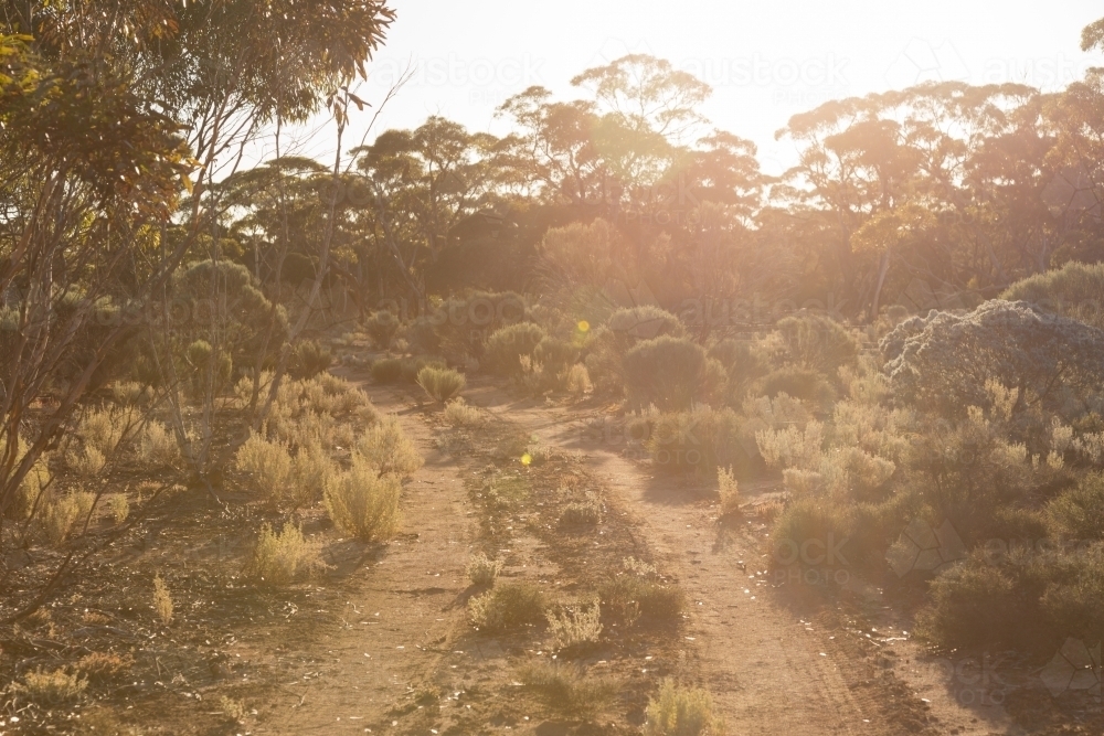 Image of Golden light over track through mallee woodland - Austockphoto