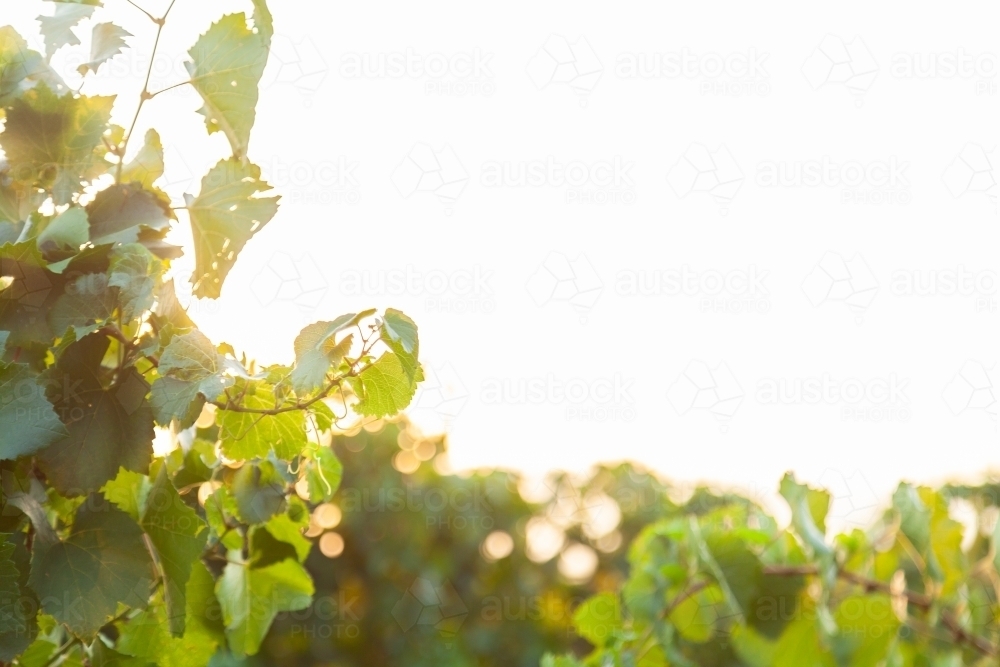 Image of Golden light through green summer grape vine leaves with copy ...
