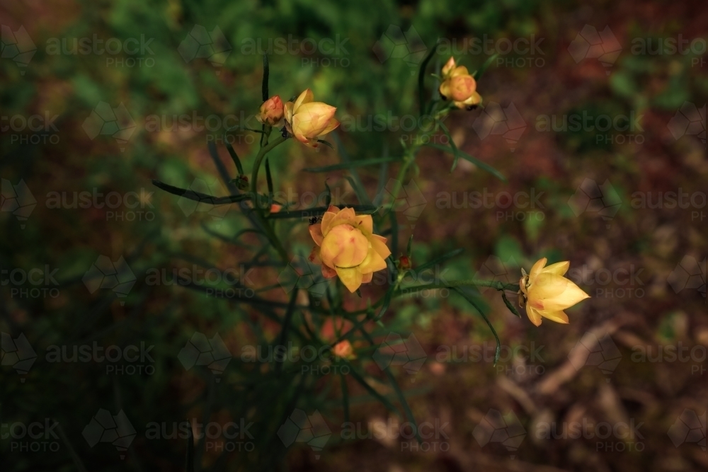 Image of Golden Paper Daisy - Xerochrysum viscosum - growing wild in ...
