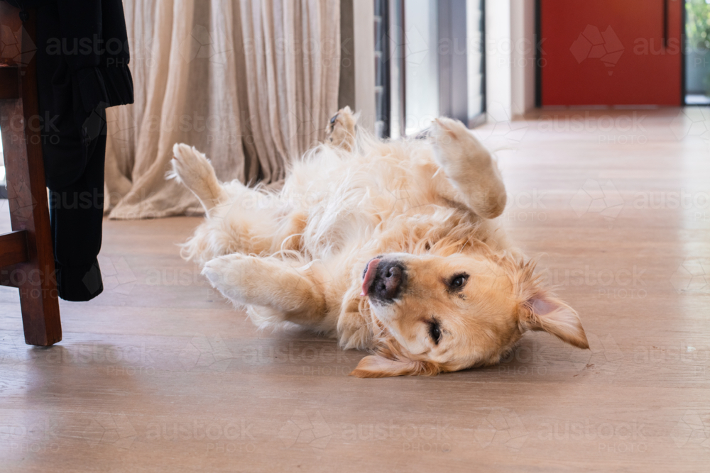 Image of Golden Retriever being goofy rolling on the floor, begging for ...