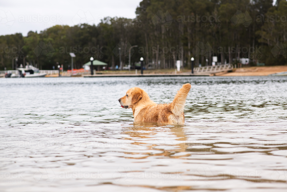 Image of Golden Retriever dog in the ocean - Austockphoto