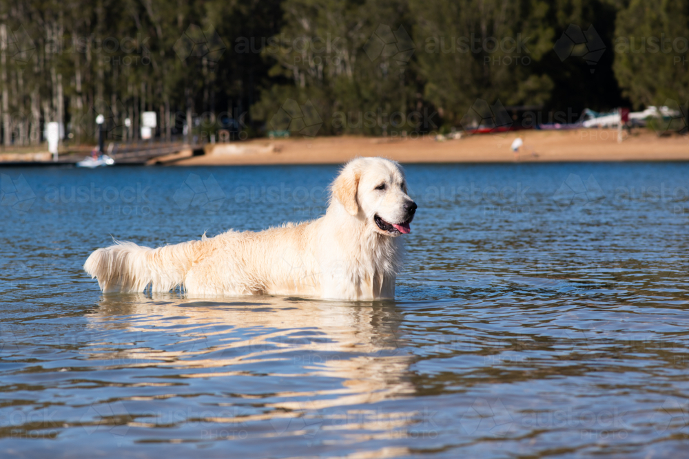Image of golden retriever dog in the ocean - Austockphoto