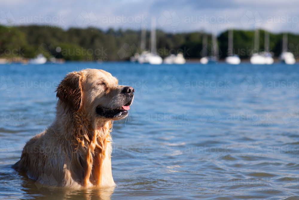 Image of golden retriever dog in the ocean - Austockphoto