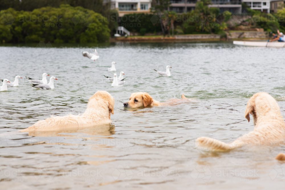 Image of Golden Retriever dogs in the ocean - Austockphoto