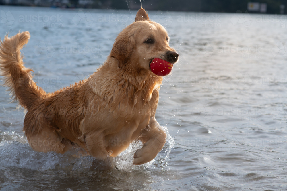 Image of golden retriever in the ocean with a red ball in its mouth ...