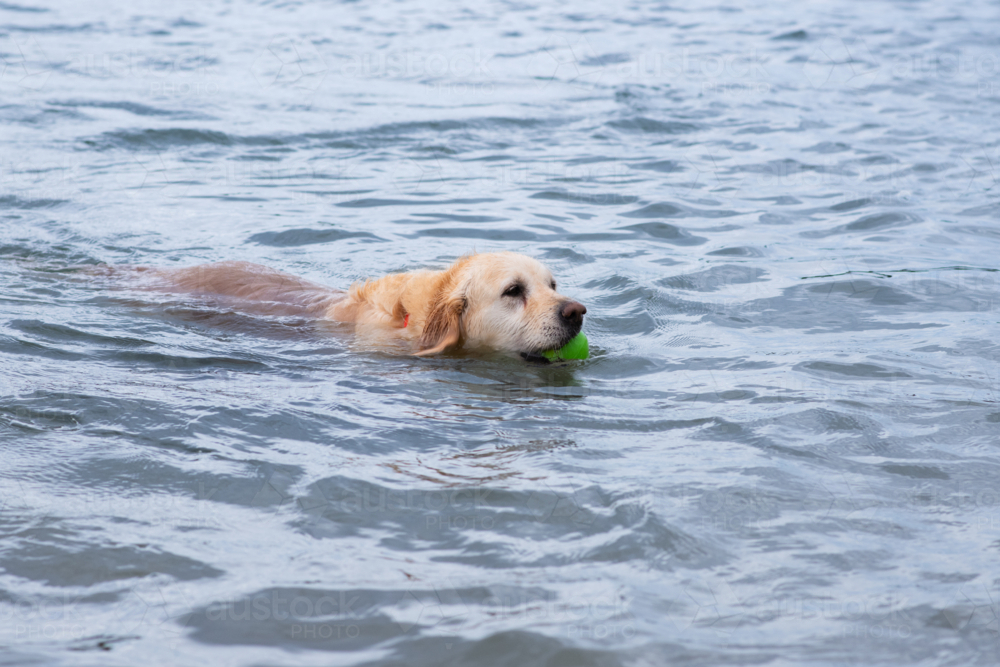 Image of golden retriever swimming in the ocean - Austockphoto