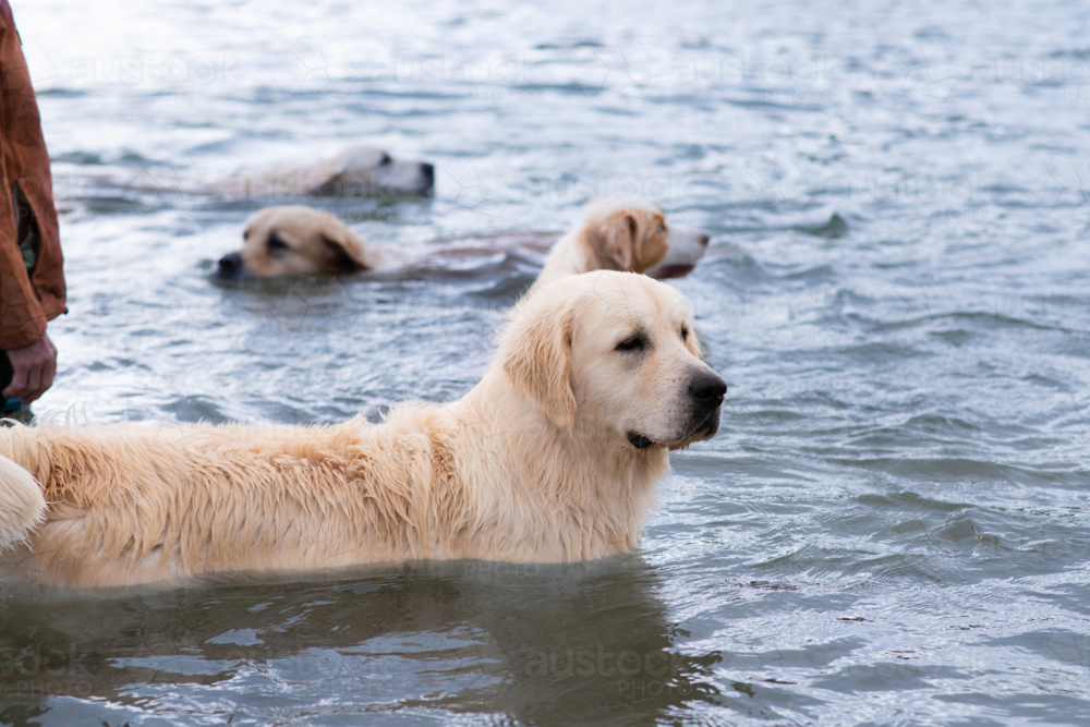 Image of golden retrievers in the ocean - Austockphoto