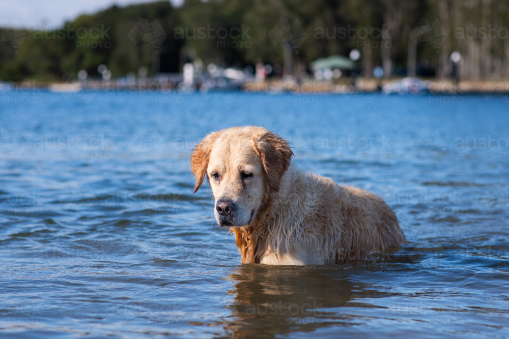 Image of golden retrievers in the ocean - Austockphoto
