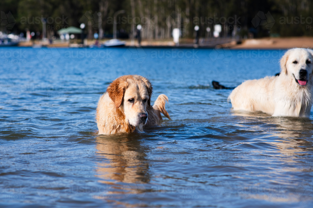 Image of golden retrievers in the ocean - Austockphoto