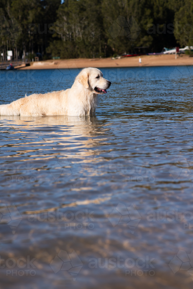 Image of golden retrievers in the ocean - Austockphoto