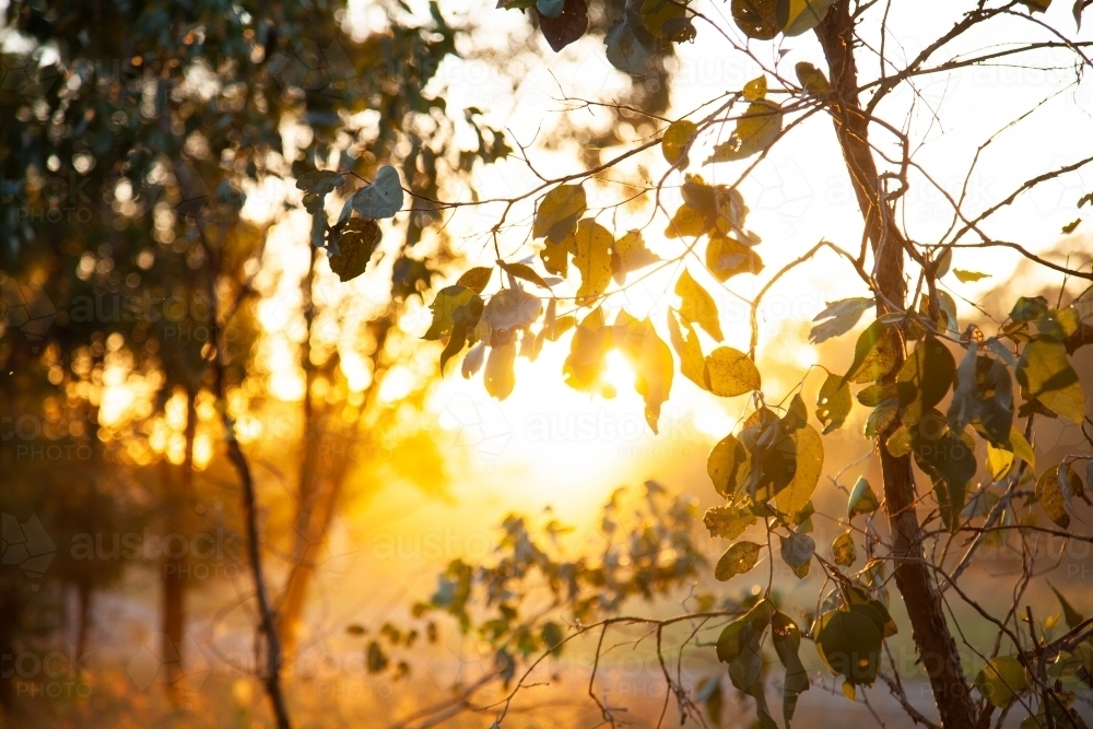 Image of Golden sun flare through leaves of gum tree at sunset ...