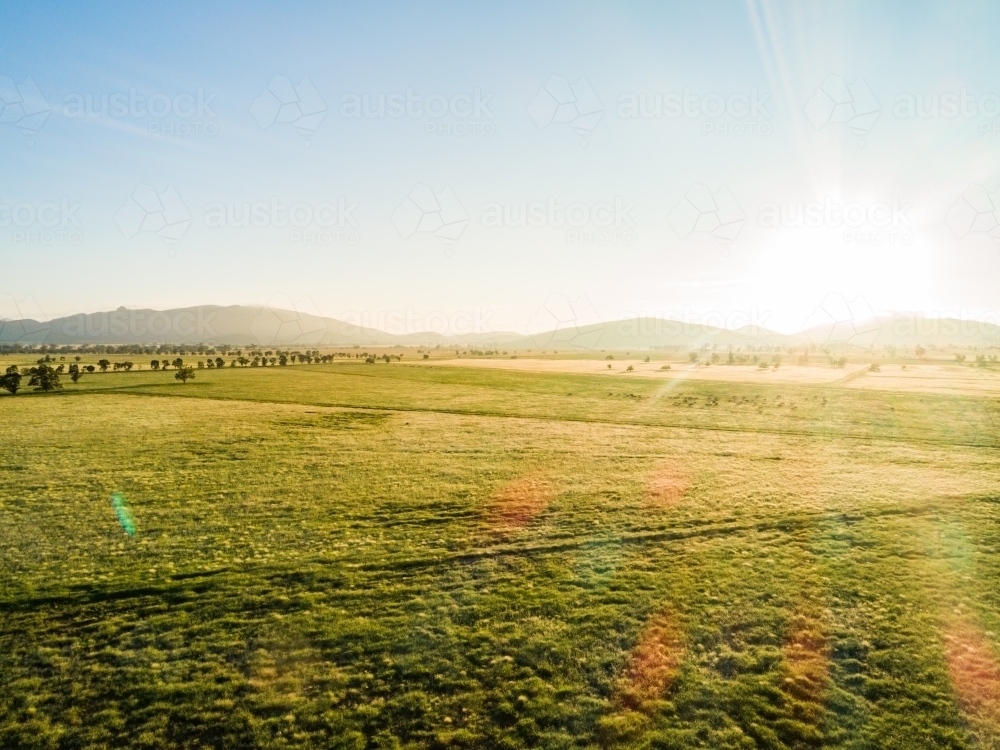 Image of Golden sunlight shining over farm paddock with long green ...
