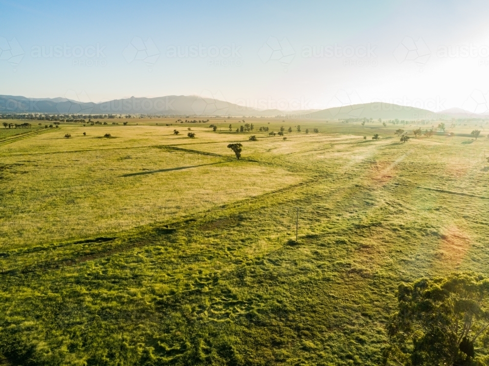 Image of Golden sunlight shining over farm paddock with long green ...