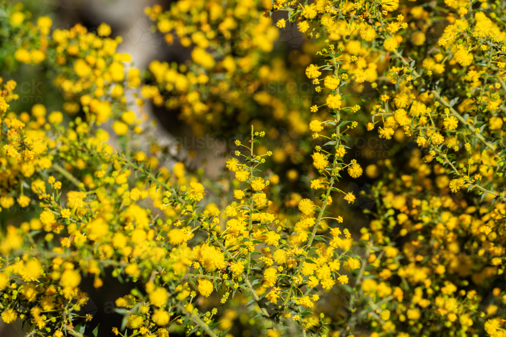 Image of Golden wattle blooms on small spikey acacia shrub in bushland ...