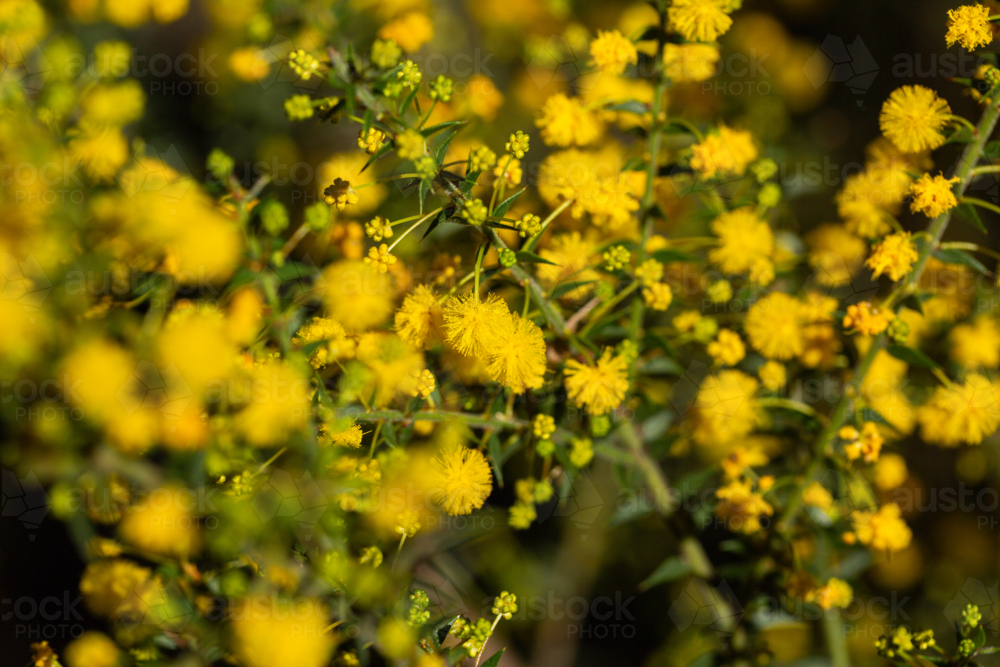 Image of Golden wattle blooms on small spikey acacia shrub in bushland ...