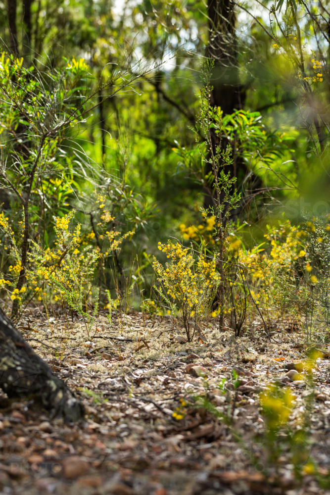 Image of Golden wattle blooms on small spikey acacia shrub in bushland ...