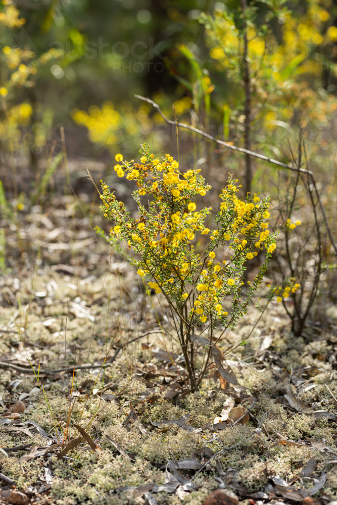 Image of Golden wattle blooms on small spikey acacia shrub in bushland ...