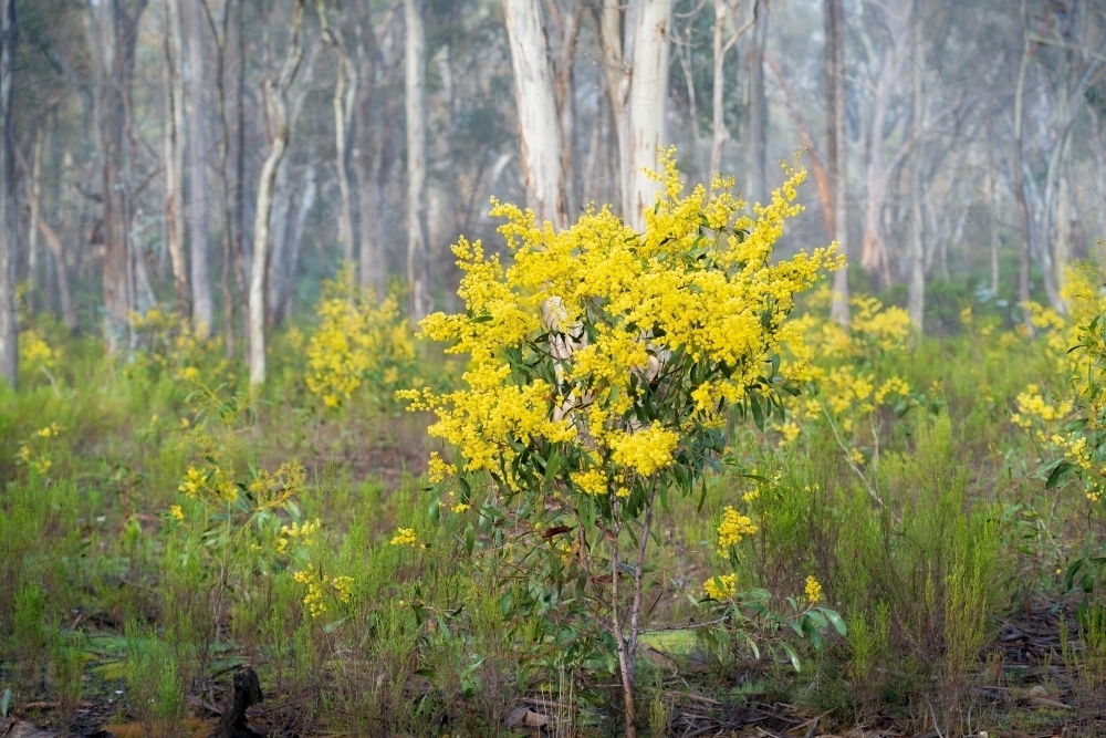Image of Golden wattle bushes between trunks of gum trees in the ...