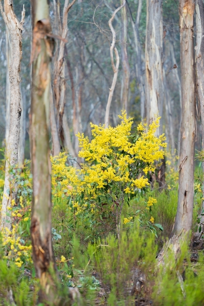 Image of Golden wattle bushes between trunks of gum trees in the ...