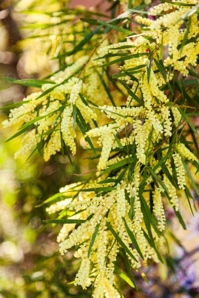 Image of Golden wattle flowers - Austockphoto