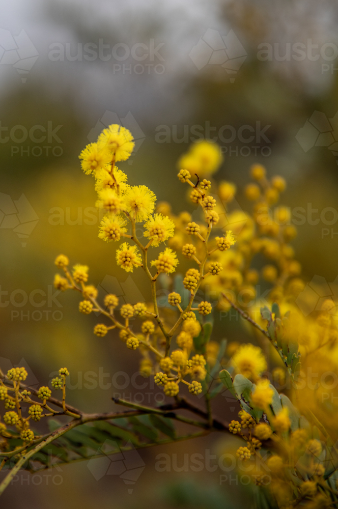 Image of Golden wattle flowers - Austockphoto