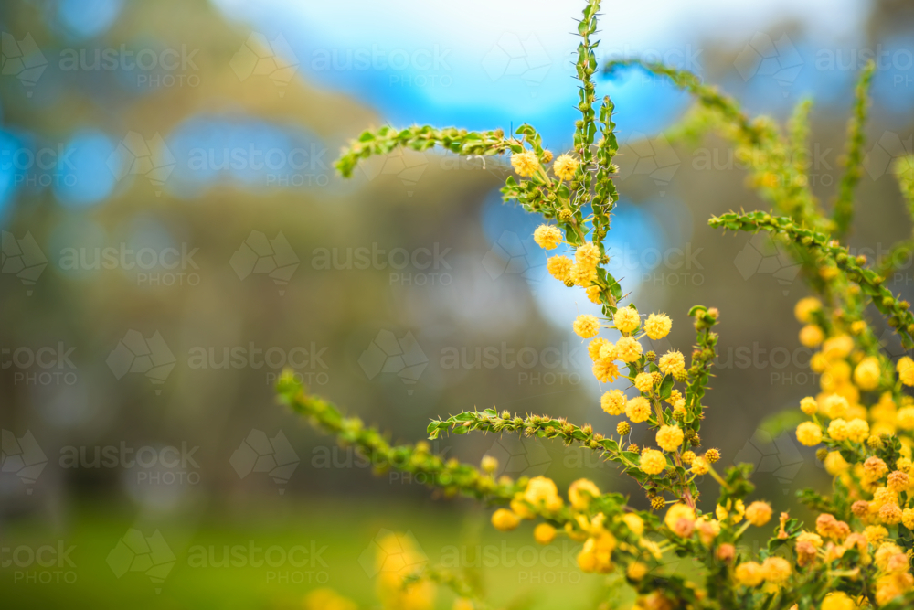 Image of Golden Wattle tree (Acacia pycnantha) blooming during late ...