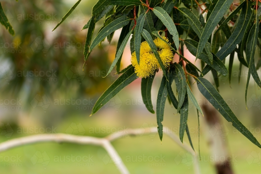 Image of Golden yellow gum flowers on eucalypt tree with green leaves ...