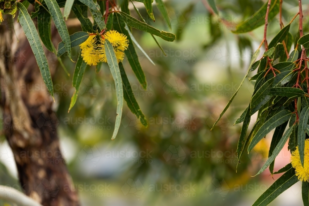 Image of Golden yellow gum flowers on eucalypt tree with green leaves ...