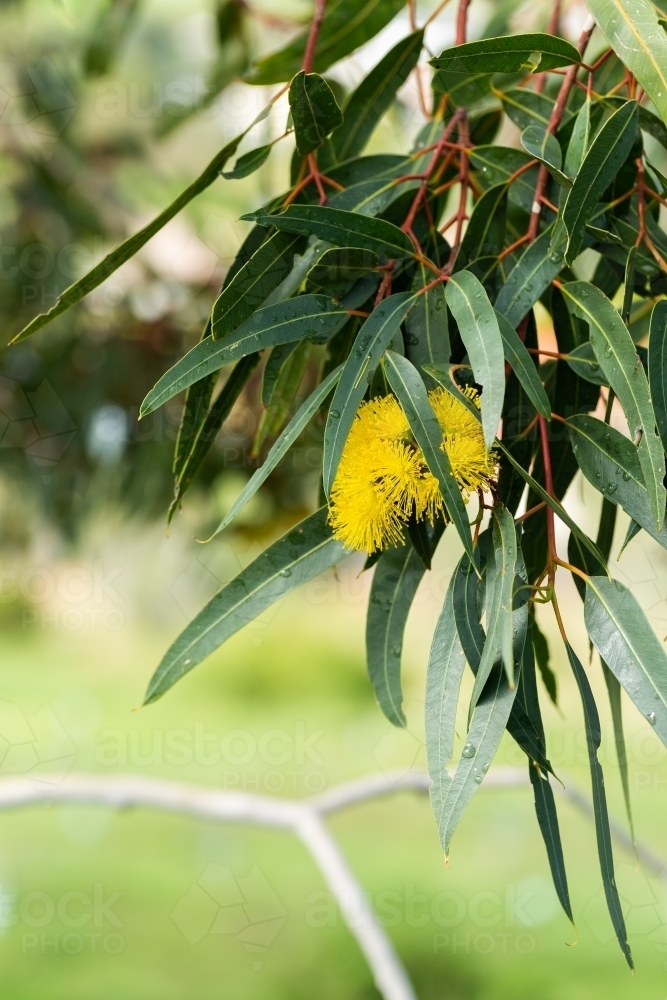 Image of Golden yellow gum flowers on eucalypt tree with green leaves ...