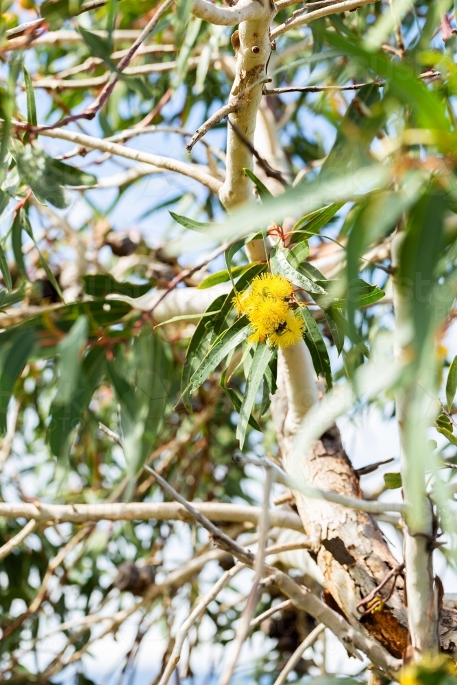Image of Golden yellow gum flowers on eucalypt tree with green leaves ...