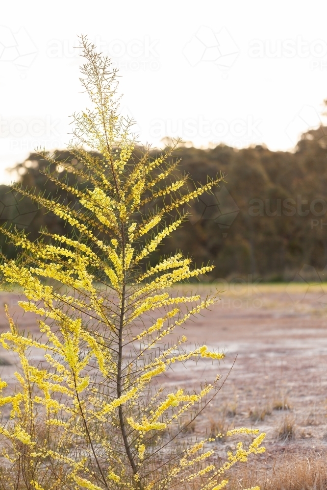 Image of Golden yellow wattle blossoms on scraggly tree in late winter ...