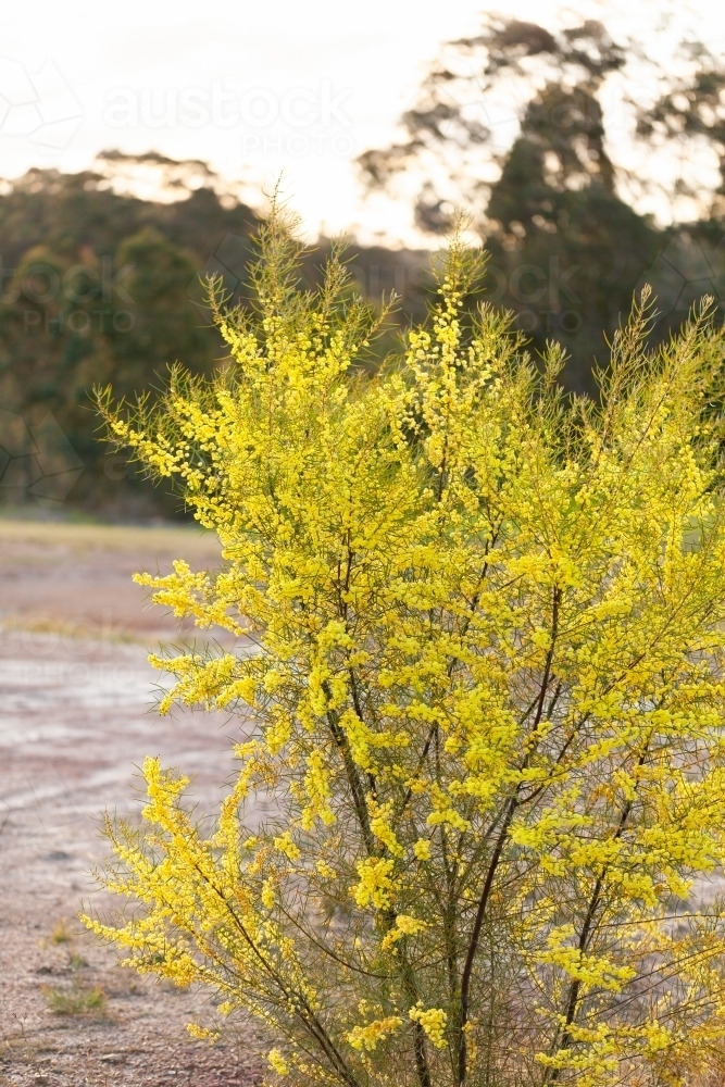 Image of Golden yellow wattle blossoms on scraggly tree in late winter ...