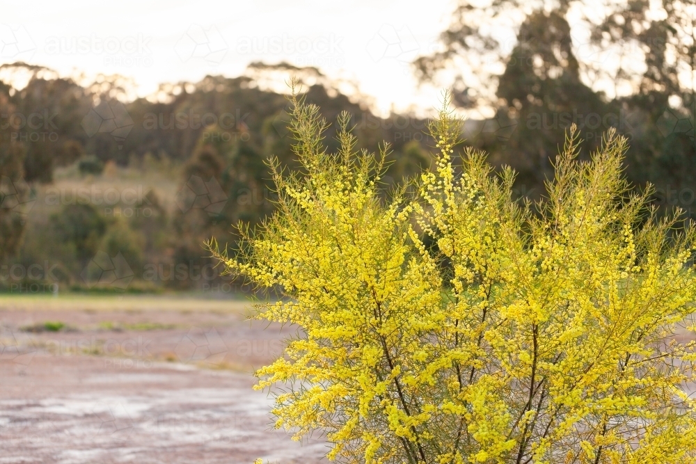 Image of Golden yellow wattle blossoms on scraggly tree in late winter ...