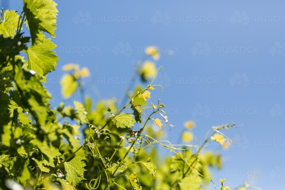 Image of Grape vine tendrils reaching out in blue sky - Austockphoto